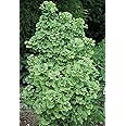 Amazon.com : Dwarf Ginkgo Tree - Ginkgo biloba ‘Spring Grove’ - 3- Year ...
