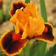 Amazon.com : Fancy Mixed Bearded Iris Root,Rhizome, Plant,Start, for ...