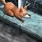 Fox in the Night: A Science Storybook About Light and Dark (Science ...