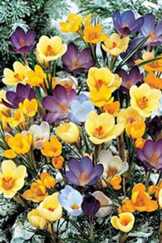 200 Crocus corms: "Mixed Crocus Species" - corm size: 5/7: Amazon.co.uk ...
