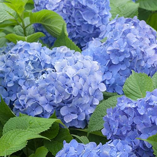 Hardy Perennial Hydrangea Macrophylla ‘Blue Danube' Deciduous Flowering ...