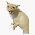 Amazon.com: Coughing Cat Sticker Vinyl Bumper Sticker Decal Waterproof ...
