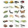 24PCS Life Cycle Figures,Insect Figurines Life Cycle of Monarch ...