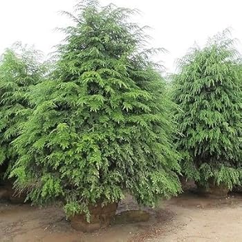Amazon.com: 30 Seeds - Eastern Hemlock Tree Seeds ( Tsuga canadensis ...