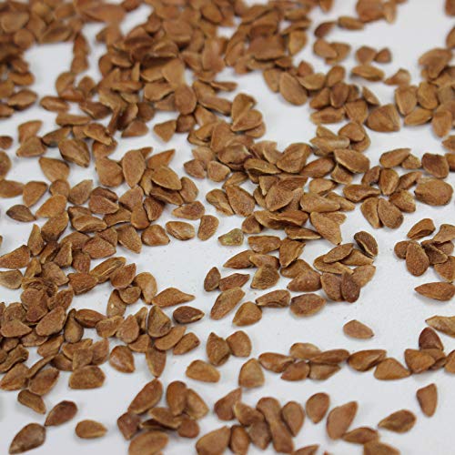 Chinese Mahogany Exotic Microgreens Seeds - 3 g Packet ~200 Seeds - Non ...