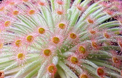 Drosera derbyensis - Alchetron, The Free Social Encyclopedia