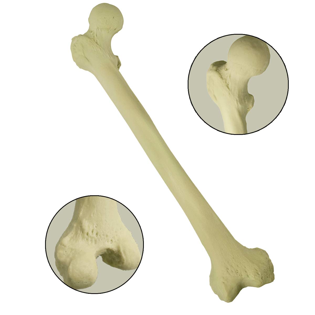 Femur Bone Model Anatomy Femur Bone Model for Medical Teaching Learning ...