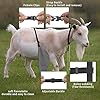 Anti Breeding Buck Apron Anti Mating Skirt with Chest Strap for Goats ...