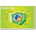 Amazon.com: Plant Cell Biology - NEW Classroom Biology Poster: Prints ...