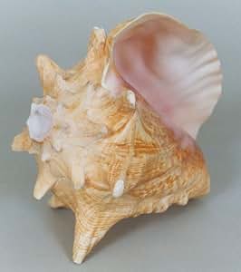 Amazon.com: Rhythm Fusion Conch shell musical instrument: Musical ...