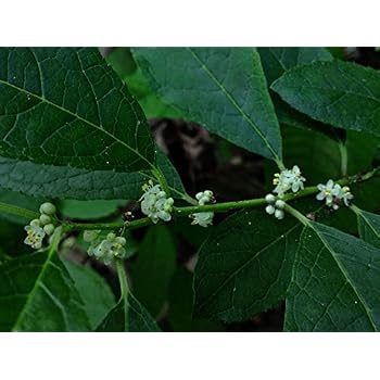 Amazon.com : Male Winterberry Holly 'Southern Gentleman' (Ilex ...