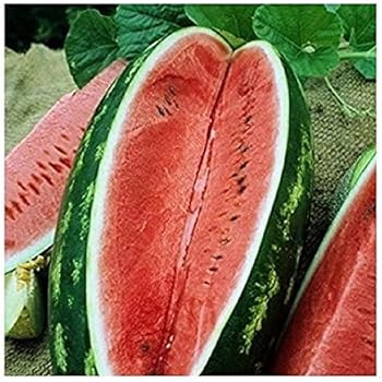 Amazon.com : A Package 50 Pieces Seeds Blue Flesh Watermelon Seeds New ...