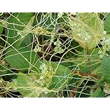 Plant House Live Natural Amarbel - Cuscuta reflexa Herbal Plant (200gm ...
