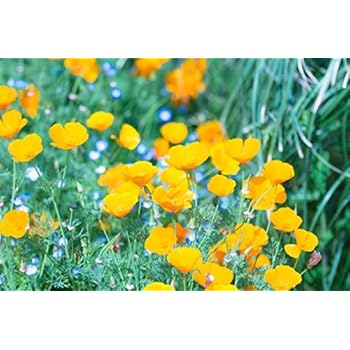 Amazon.com : 1000 DWARF YELLOW CALIFORNIA (Tufted) POPPY Eschscholzia ...