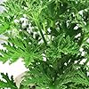 1500 Citronella Plant Seeds Citronella Plant Seeds Home Heirloom Garden ...