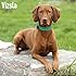 Vizslas (Complete Pet Owner's Manuals): Chris Pinney D.V.M.: 0027011003219: Amazon.com: Books