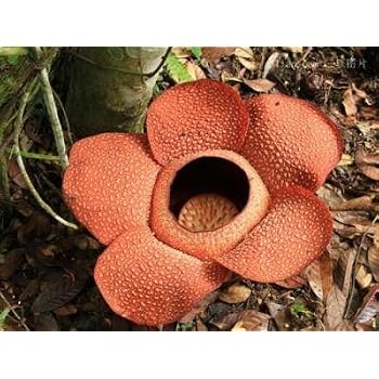 Amazon.com : 5 seeds Corpse flower, the Titan arum is also known as the ...