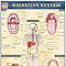 Digestive System (Quick Study Academic): BarCharts, Inc.: 9781572225251: Books: Amazon.com
