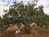 Pistachio tree - How to grow plants