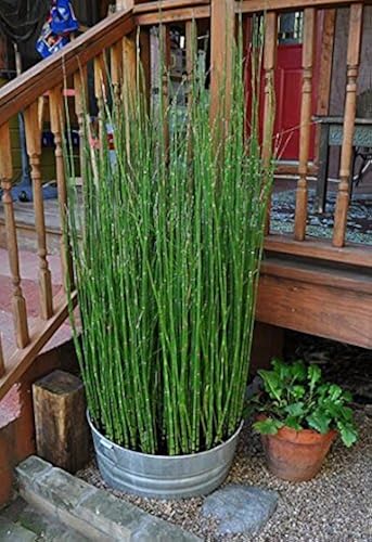 Live Equisetum Horsetail Plants - Bamboo - Zen Koi Pond Evergreen Plant ...