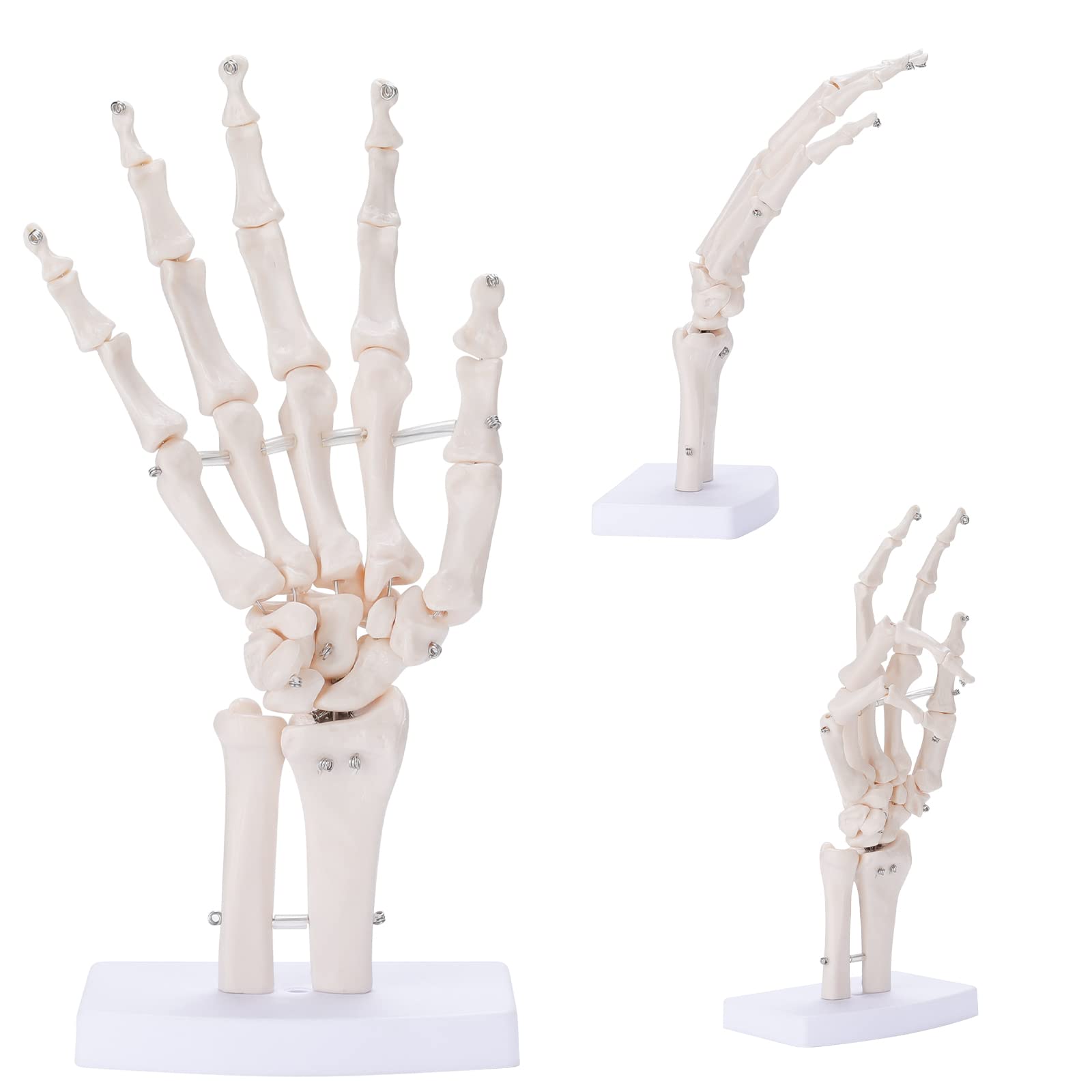 Mua ANNWAH Hand Skeleton Model - Medical Human Finger Bone Made of PVC ...