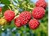Amazon.com: 3 Heritage everbearing red raspberry plants (3 Lrg 2yr Bare ...