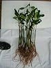 AQUACULTURE NURSERY FARMS Mangrove Tree 18"- 24" Copepod Amphipod ...