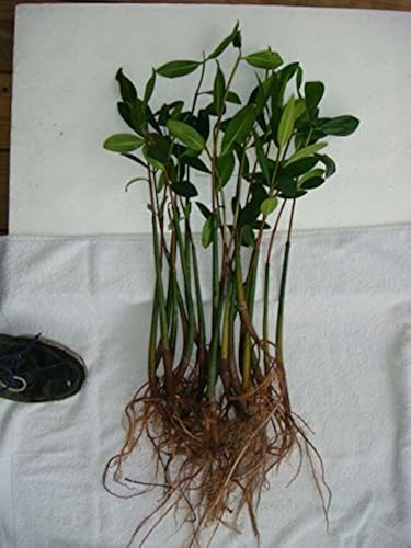 AQUACULTURE NURSERY FARMS Mangrove Tree 18"- 24" Copepod Amphipod ...