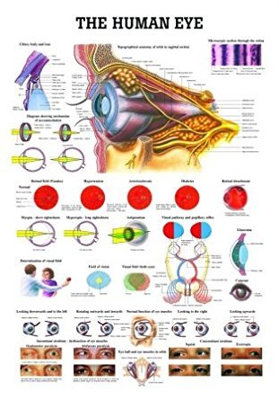 The Human Eye Chart: Amazon.com: Industrial & Scientific