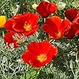 Amazon.com: Outsidepride Red Chief California Poppy Seeds for Planting ...