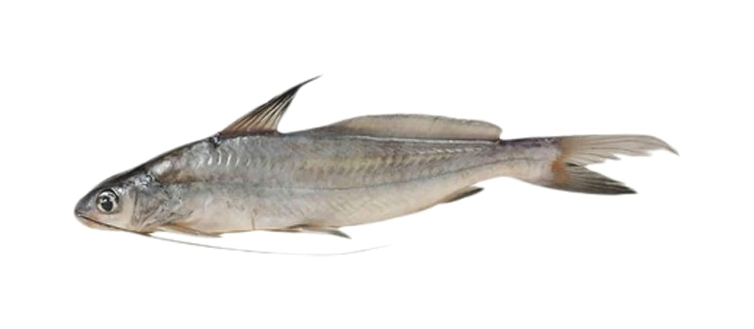 Pescafresh Tengra Fish - Whole Clean, 500g Pack: Amazon.in