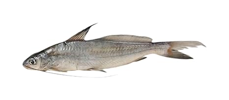 Pescafresh Tengra Fish - Whole Clean, 500g Pack: Amazon.in