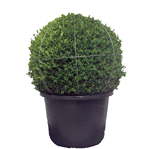 Buchsbaumformer Buxus Figur Kugel Form Buchsbaumfigur Buchsbaum ...
