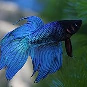 Neewer® TT560 Flash Speedlite for Canon Nikon Sony: Amazon.co.uk ...