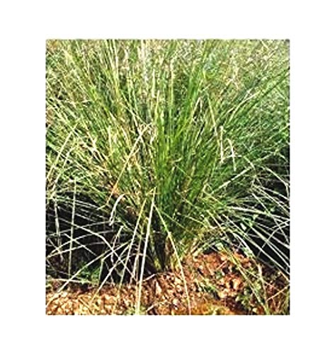 Indian Farms Live Kusha Grass/Darbha Grass/Desmostachya bipinnata Holy ...