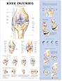 Knee Injuries Anatomical Chart: 9781587797576: Medicine & Health ...