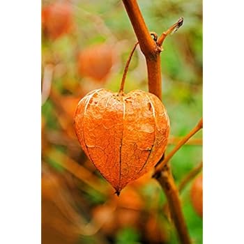 Amazon.com : 200 GROUND CHERRY Physalis Pubescens (Golden Strawberry ...