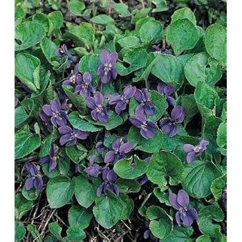 Amazon.com : Outsidepride Viola Admiration - 2000 Seeds : Flowering ...