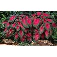 Amazon.com : Caladium Buck (6 Bulbs) - Elegance for Shady Gardens ...