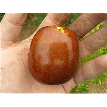 Amazon.com : 50 Chinese Date Tree Seeds, Ziziphus Jujube Var Spinosa ...