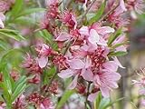 Almond tree - How to grow plants