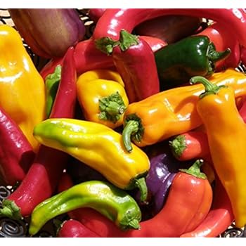 Amazon.com : Vietnamese Devil pepper - Small, Black (25 Seeds) Super ...