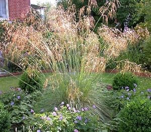 Stipa Gigantea or Giant Feather Grass, Golden Oats Grass: Amazon.co.uk ...