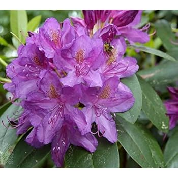 Amazon.com : PJM Elite Lavender Rhododendron - Live Plant - Quart Pot ...