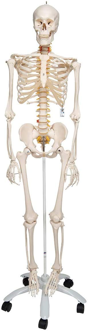 3B Scientific Human Anatomy Skeleton Model Fred – Flexible, On Pelvis ...