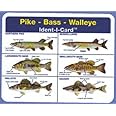 Amazon.com : Ident-I-Cards Pacific Salmon and Trout Freshwater Fish ...