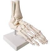 EVOTECH SCIENTIFIC Foot Anatomical Skeleton Model W/Bones Muscles ...