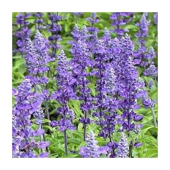 Amazon.com: Salvia nemerosa 'Marcus' (Meadow Sage) Perennial, purple ...