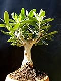 Mini European Olive Trees - The Green Head
