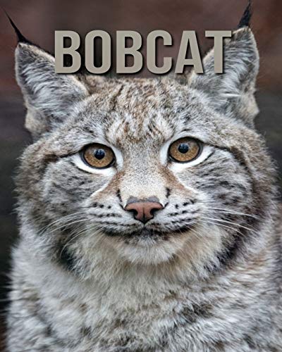 Bobcat: Fun and Fascinating Facts and Photos about These Amazing ...